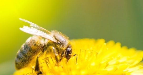 FOGLIE: Le api da miele sono gli insetti impollinatori più importanti ...