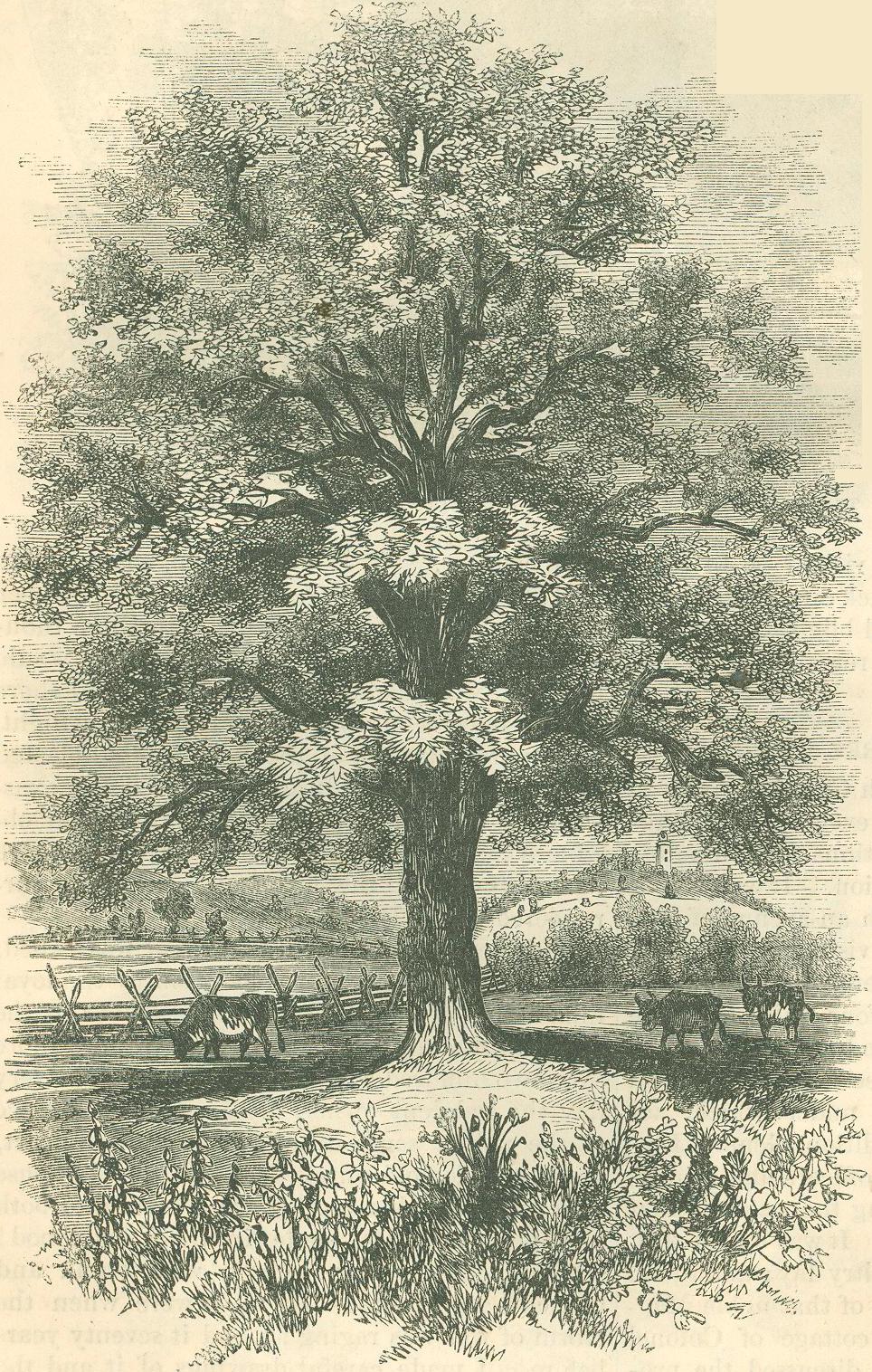Beautiful Walnut Tree Drawings for Art Enthusiasts