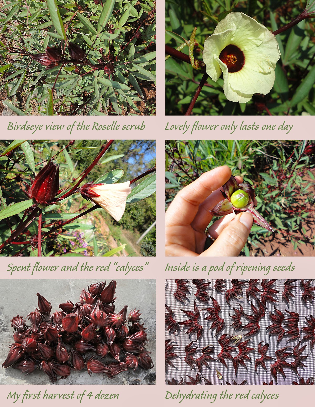 Judy's Good Food Blog: Grow a Zinger of a Plant