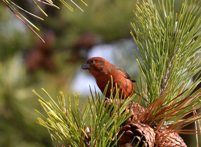 Woods Walks and Wildlife: 2012