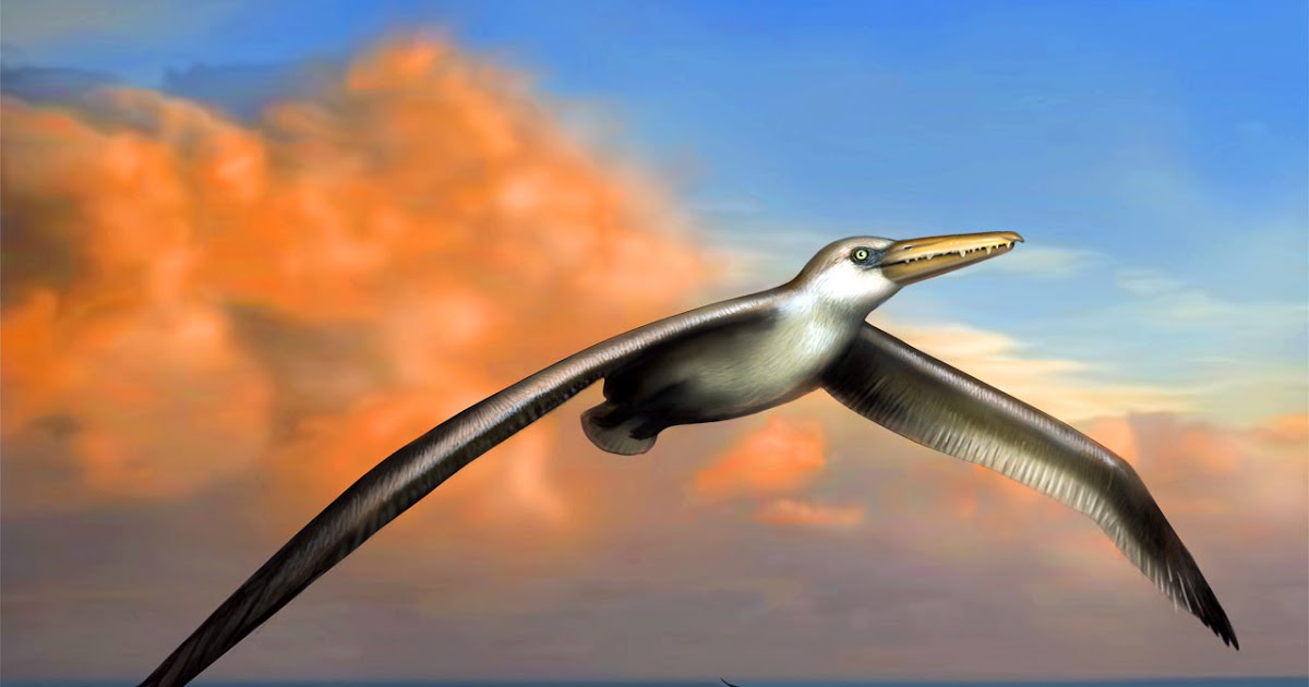 Giant Prehistoric Bird Fossils Found In Antarctica The Archaeology News Network