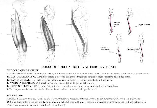 CON IL CORPO VIVO : CORPO ANATOMICO: ARTI INFERIORI