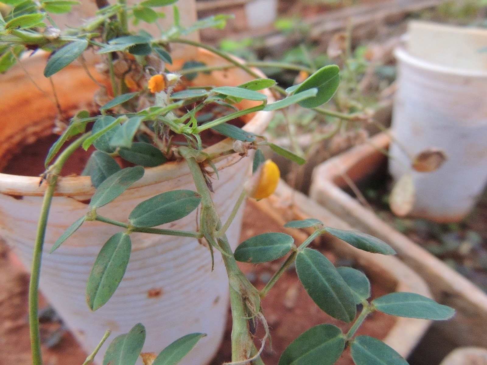 Fabaceae - Leguminosae no Brasil: Fabaceae - Arachis benensis Krapov ...