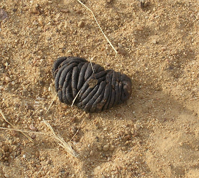 Cow Dung Fertilizer: Learn The Benefits of Cow Manure Compost | Agri Gossip