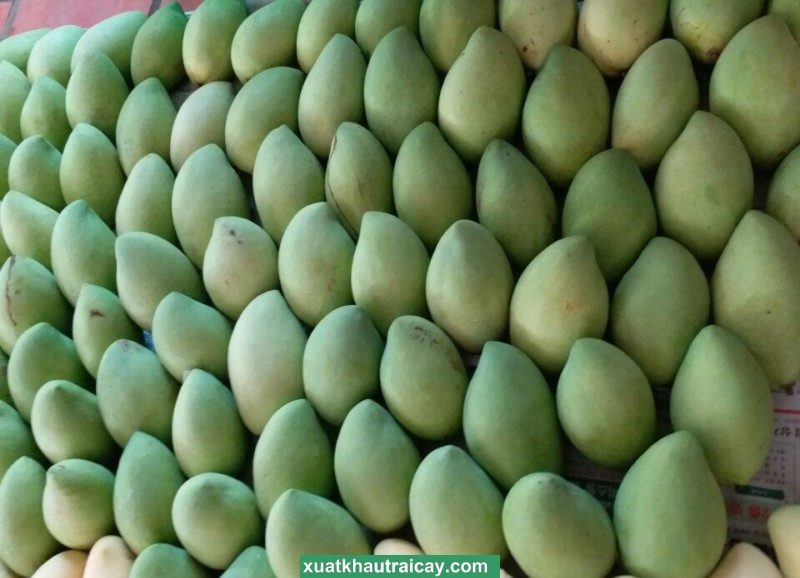 Xoài cát chu xanh Cao Lãnh ~ Trái cây xuất khẩu