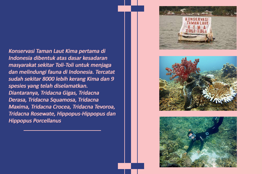 Cara Hidup Kerang Kima Dan Rahasia Dibalik Keindahan Laut Indonesia