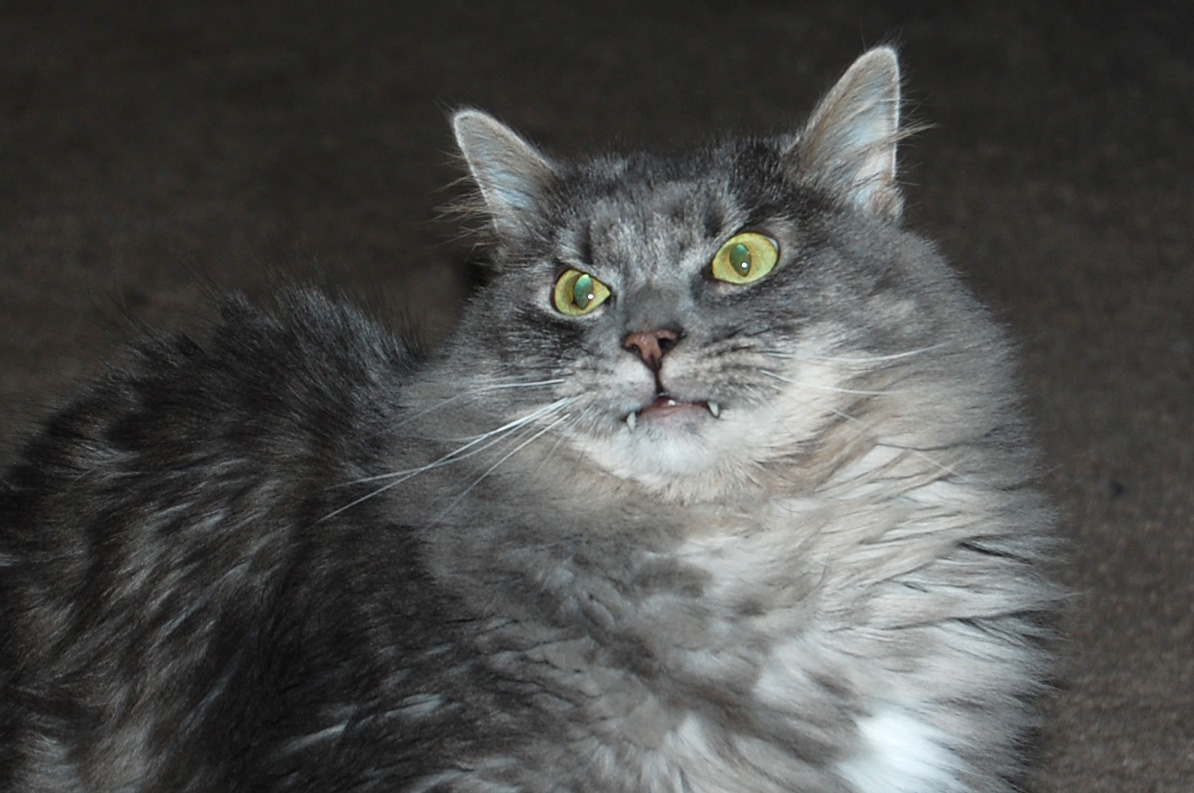 Bowser the Angry Cat: Tardcat, puffed up and ready for action!