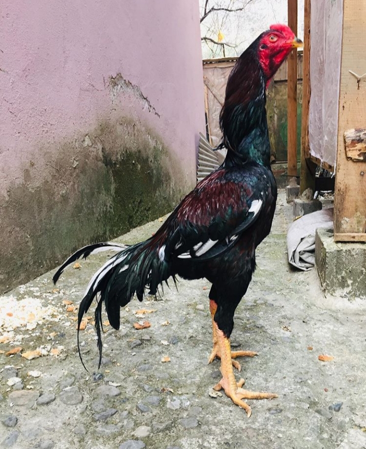 AnD Temanggung LokalyBreed: ASAL USUL DAN SEJARAH AYAM SHAMO