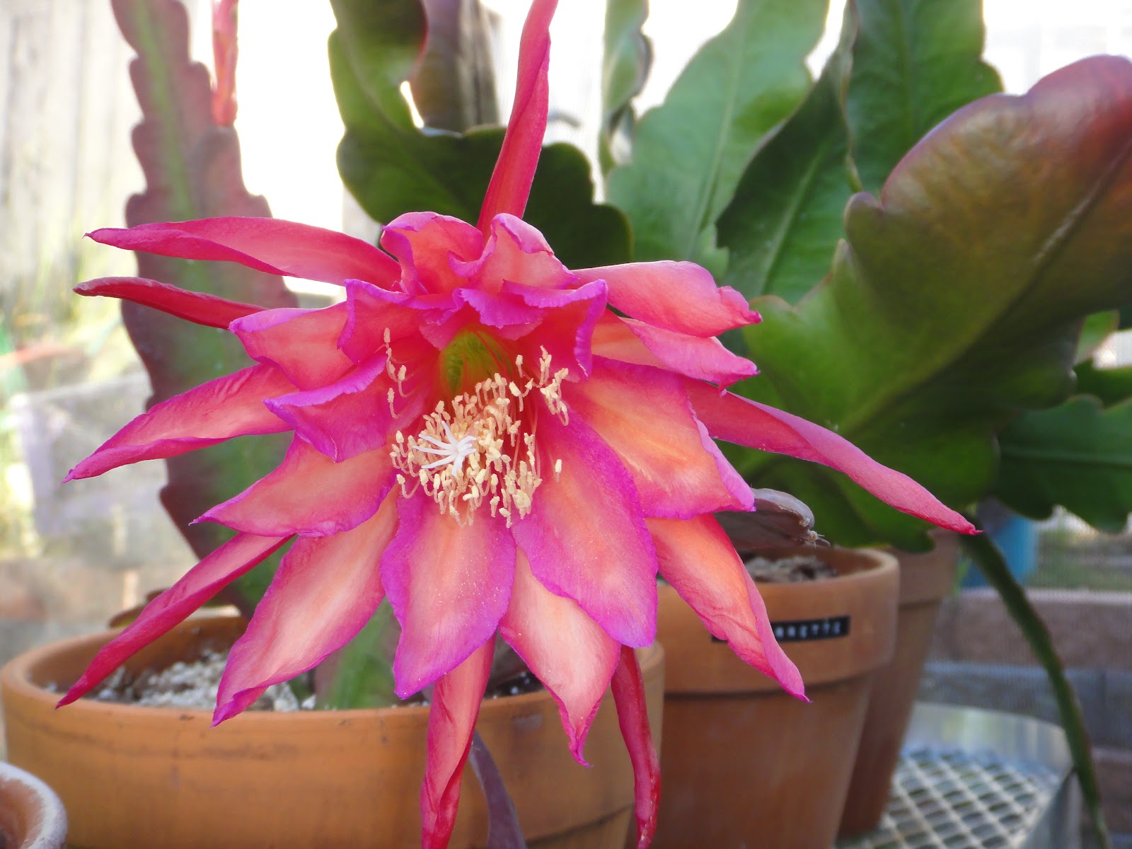 My Epiphyllum Collection: Dragon Heart