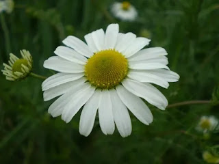 Health Benefits of Chamomile Tea