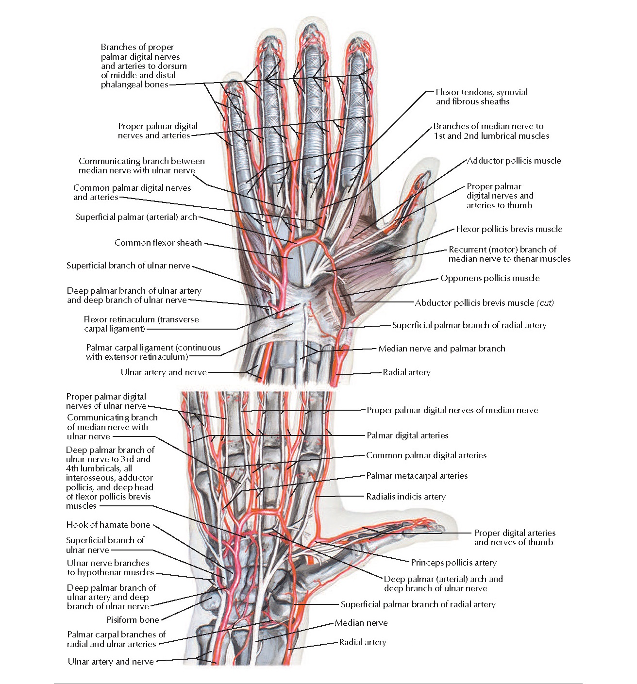 Arteries and Nerves of Hand: Palmar Views Anatomy - pediagenosis