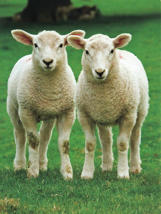 Thomas Willerich: Lamm & Lamm