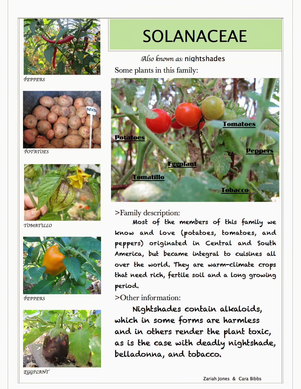 Mrs. Mooney's Teaching World: Plant Family Posters