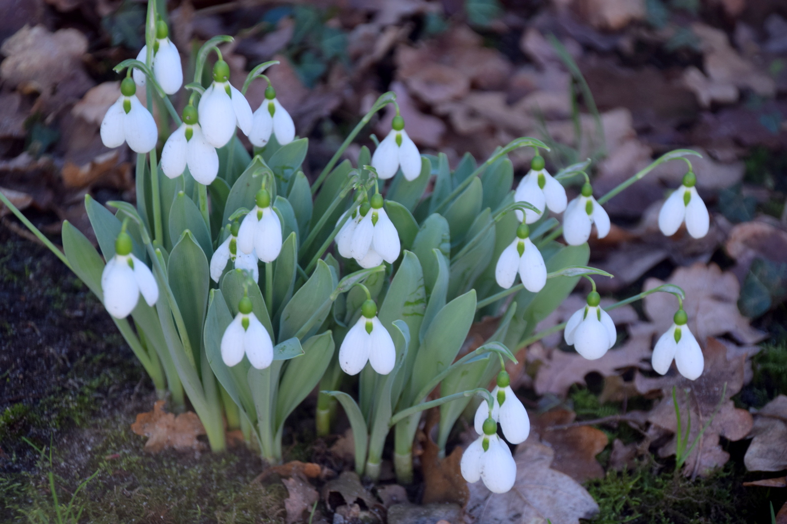 Kalos Ruhezone: Frühling im Februar