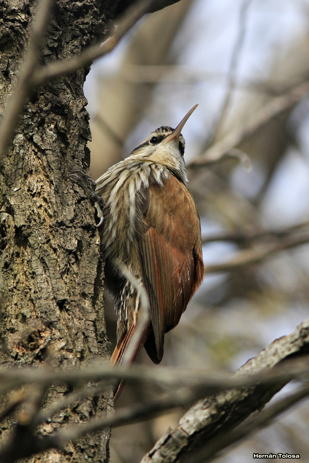 Aves Bonaerenses: Fotos de chincheros