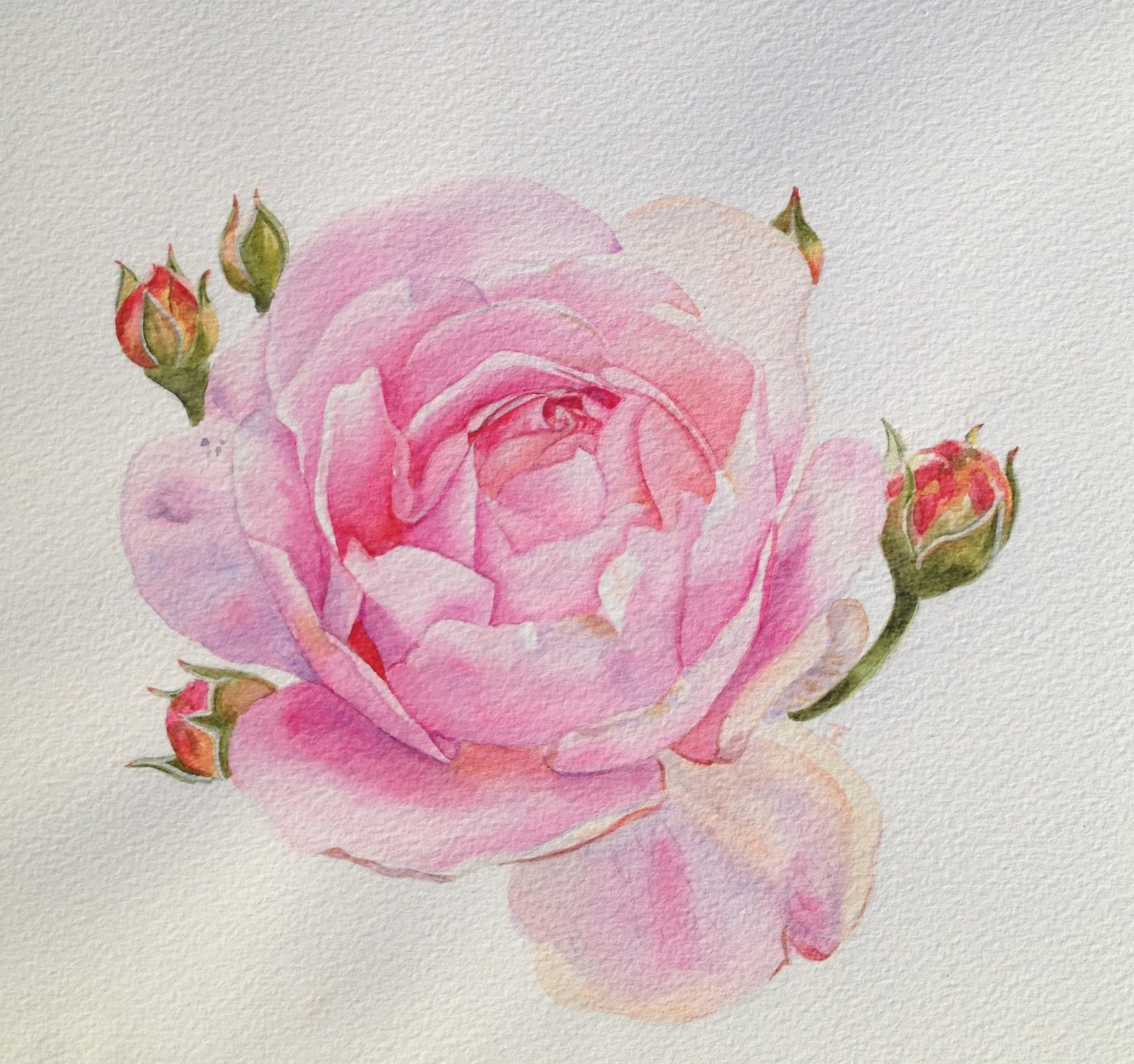 Schilderijen van Orchideeën & andere botanische werken: Klein roosje ...