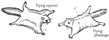 Darwin's God: Evolutionists Find Evidence For Convergence