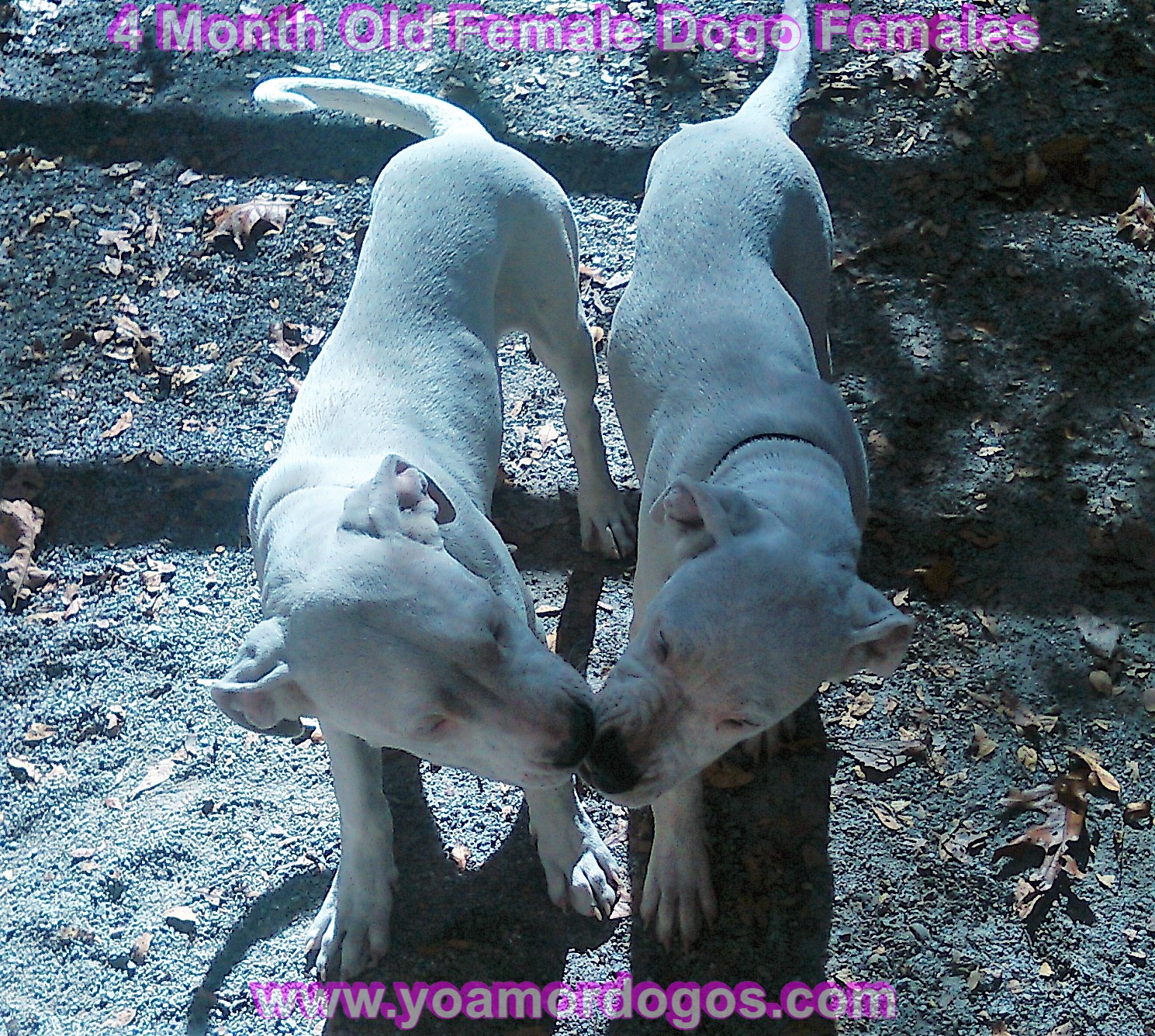 Yo Amo Dogos aka Yo Amor Dogos: Four Month old Female Dogo Argentino ...