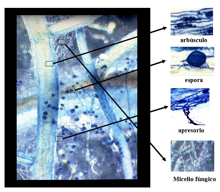 La Ciencia de Amara: Raíces y algo más