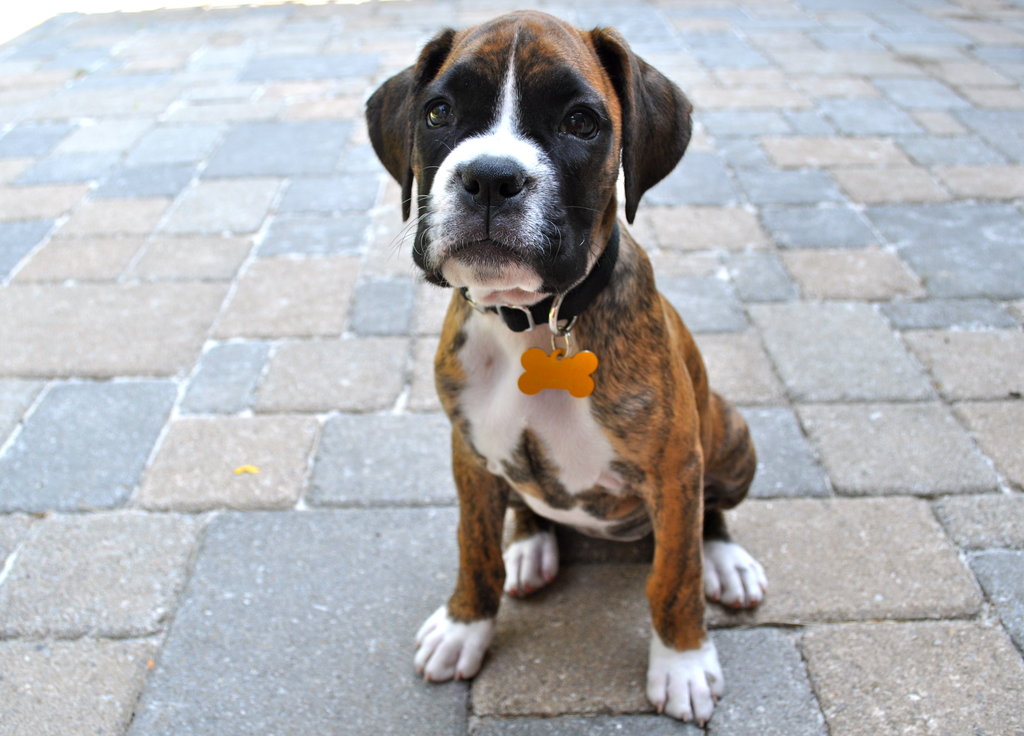 Cute Dogs: Brindle boxer puppies
