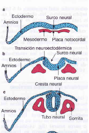 Histología de Chuchito: Práctica 12: Cerebelo, Cerebro, Médula espinal ...