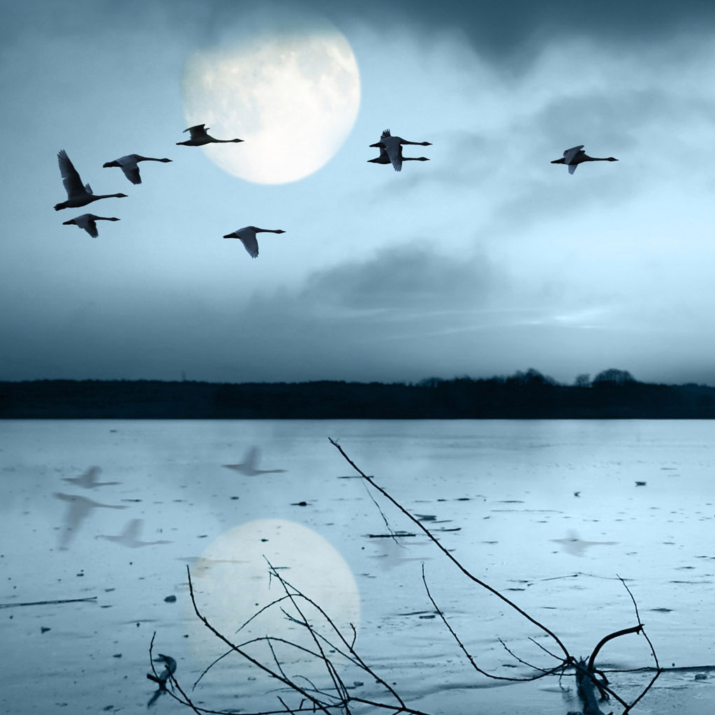 Aquila ka Hecate: Birds Over Water