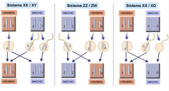 ¿Cómo surge la vida?: Teoría de Sutton y Morgan
