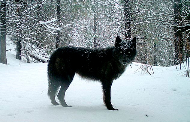 White Wolf : Wolves continue comeback in Oregon after eradication