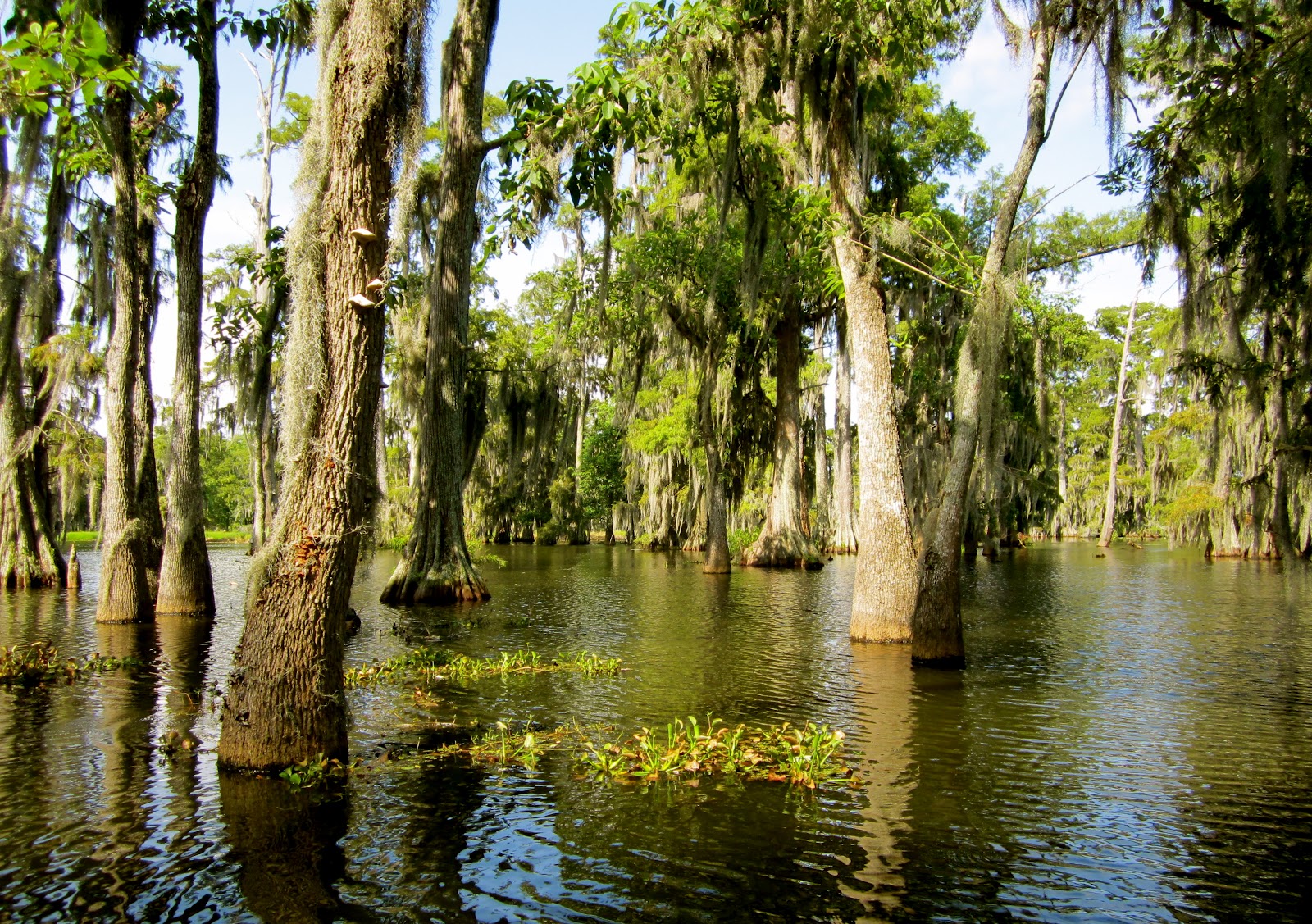 On the Bayou - A Bohemian's Guide to the Wild Woods