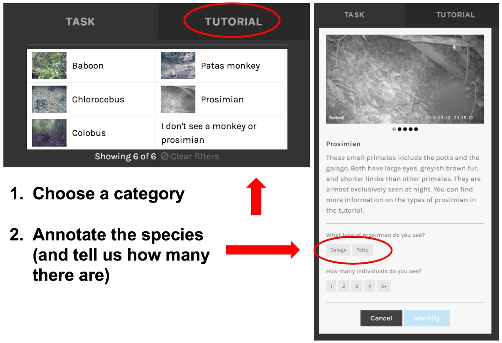 The CHIMP & SEE Blog: New MonkeySee (part 1): What is new and how does ...