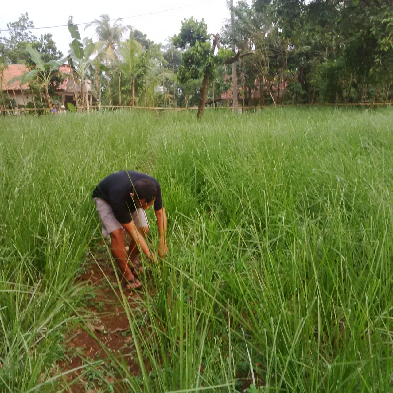 Jual rumput VETIVER AKAR WANGI | tanaman rumput tebing | tanaman ...