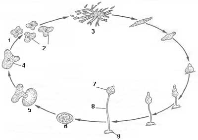 TO MY DEEPAK SIR (SHYAM S VYAS): Lesson 3: Biological Classification ...