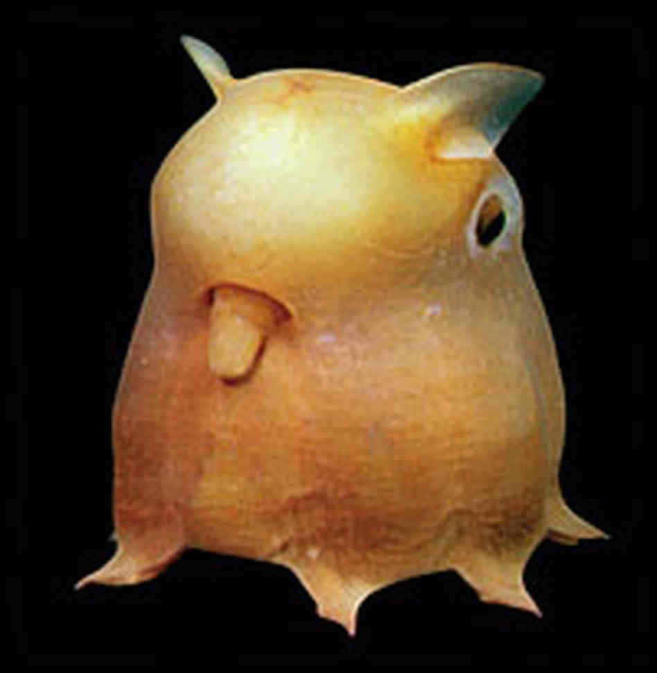 Curiosidades del Mundo: Los animales más raros y sorprendentes del Mundo.