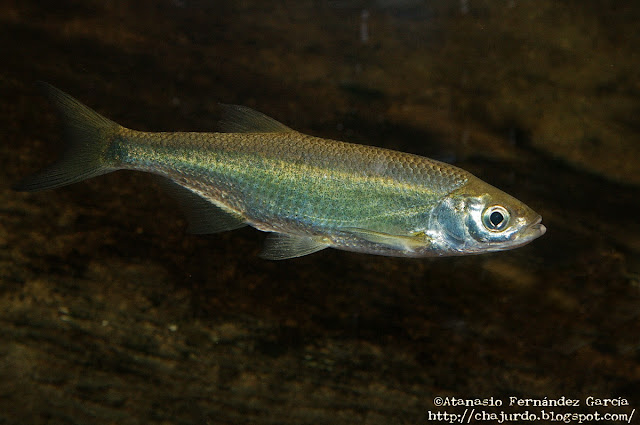 El alburno – PESCA EXTREMA