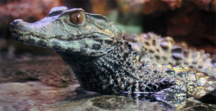 The Herpetology of Trinidad and Tobago: Trinidad's two types of Caiman