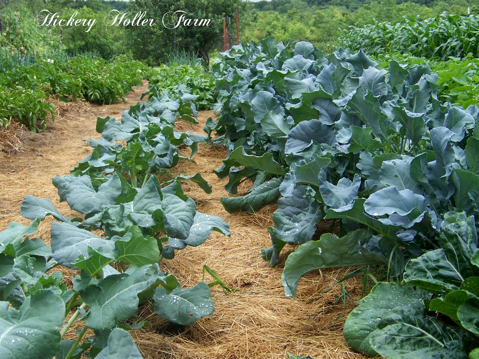 Hickery Holler Farm: Broccoli At Last