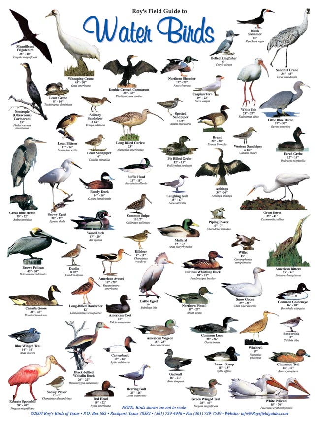 ALL BIRDS ALL WATER BIRDS all-birds-all-water-birds