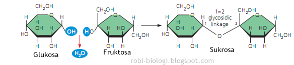 Komponen kimiawi sel - BELAJAR BIOLOGI