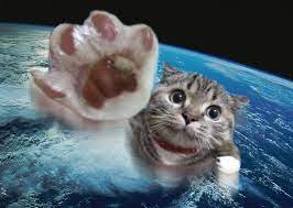 Michipedia: Tipos de michis