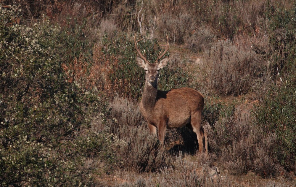 NATURALFOTO.: Cérvidos.