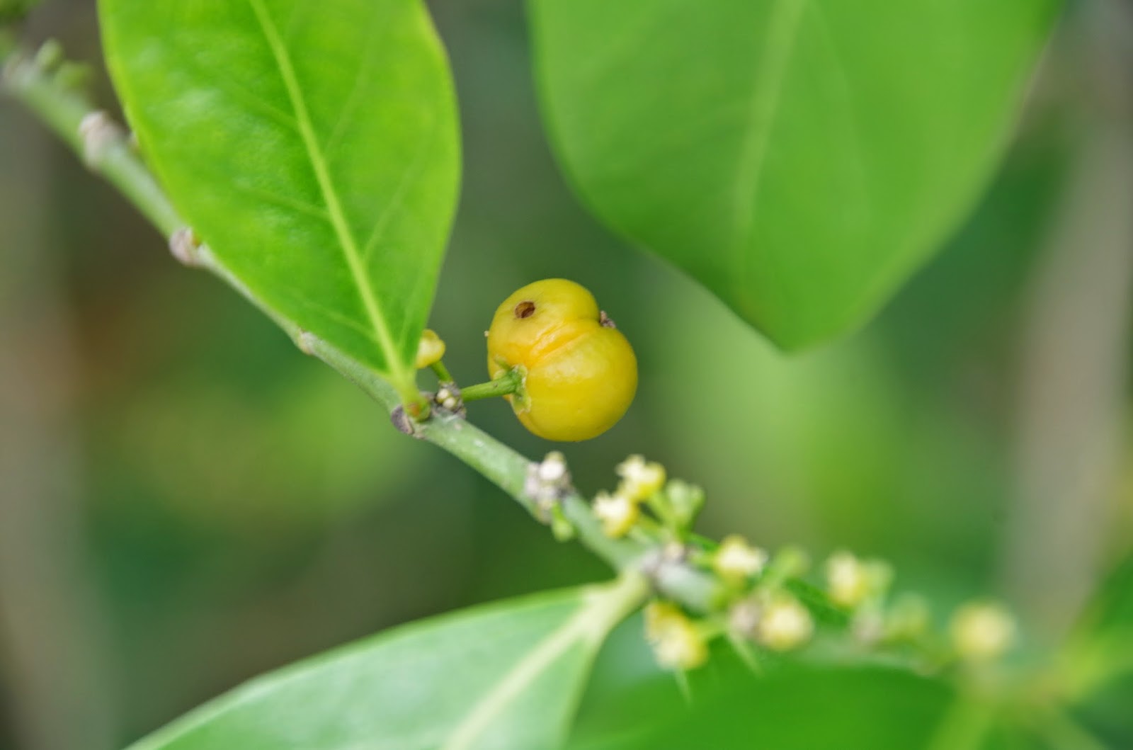 Trees and Plants: Limau Hantu