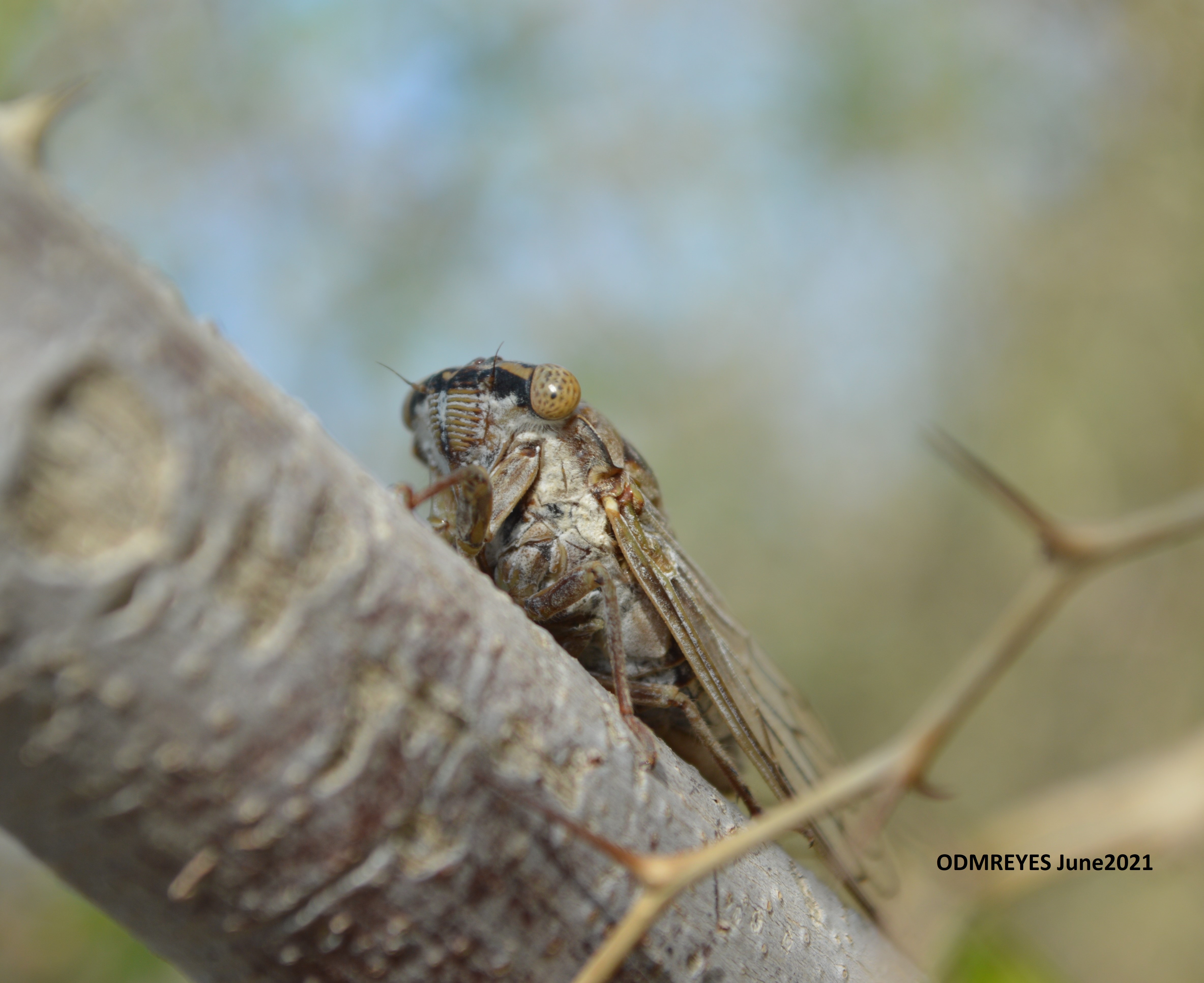 Samurai Bug Chronicles: An Arabian Cicada Encounter at the Al Showkha ...