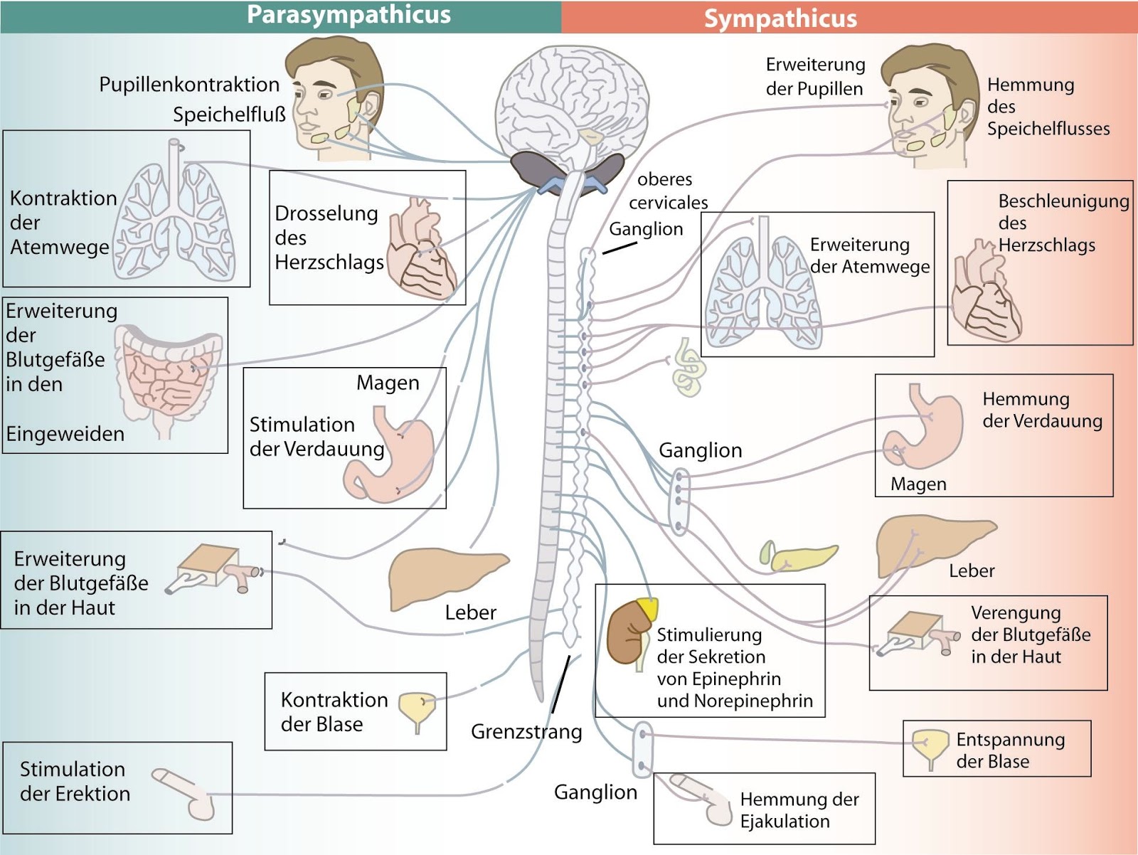Parkinson Coaching: Juni 2018
