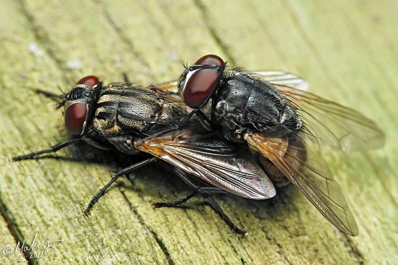 Biodiversidad Costa Granadina y ... (Fauna): Mosca doméstica (Musca ...