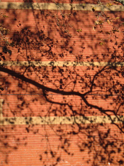 blah to TADA!: Forest Bathing Through the Seasons