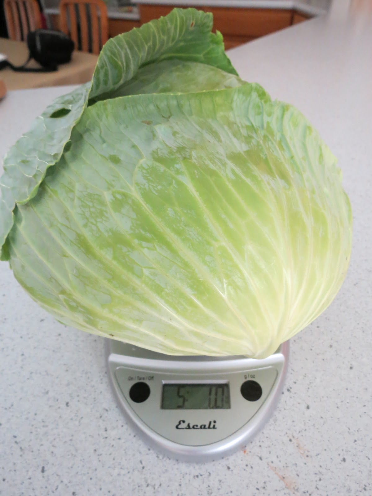 Cabbage For College 2012
