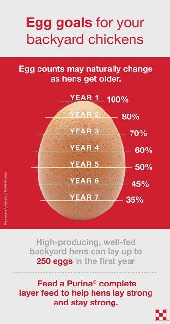 Pam's Backyard Chickens: How Old Do Chickens Need to Be to Lay Eggs?