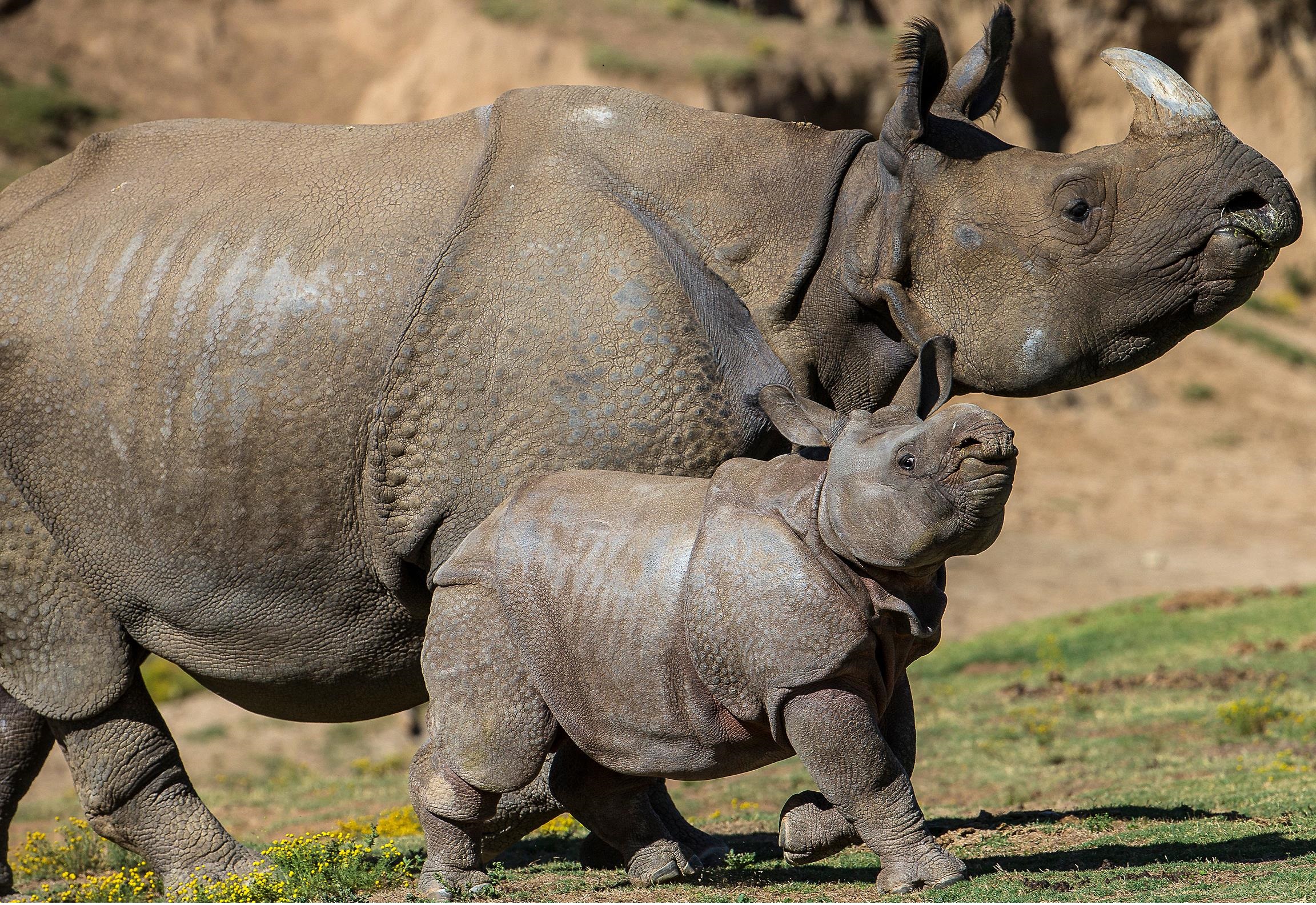 Rhinoceros - saveforforest