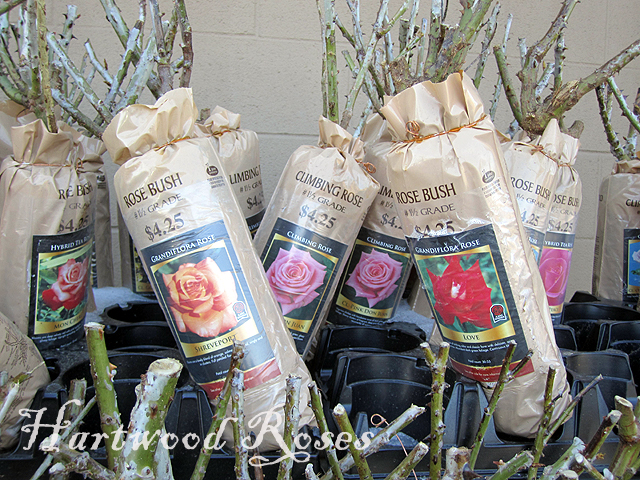 Hartwood Roses: My Annual Rant About Bare-Root Roses in Bags