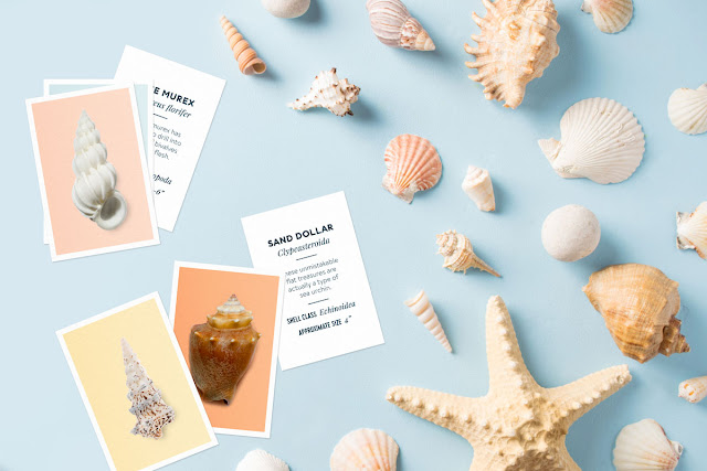 LeroyLime: Printable Seashell Flashcards & Scavenger Hunt